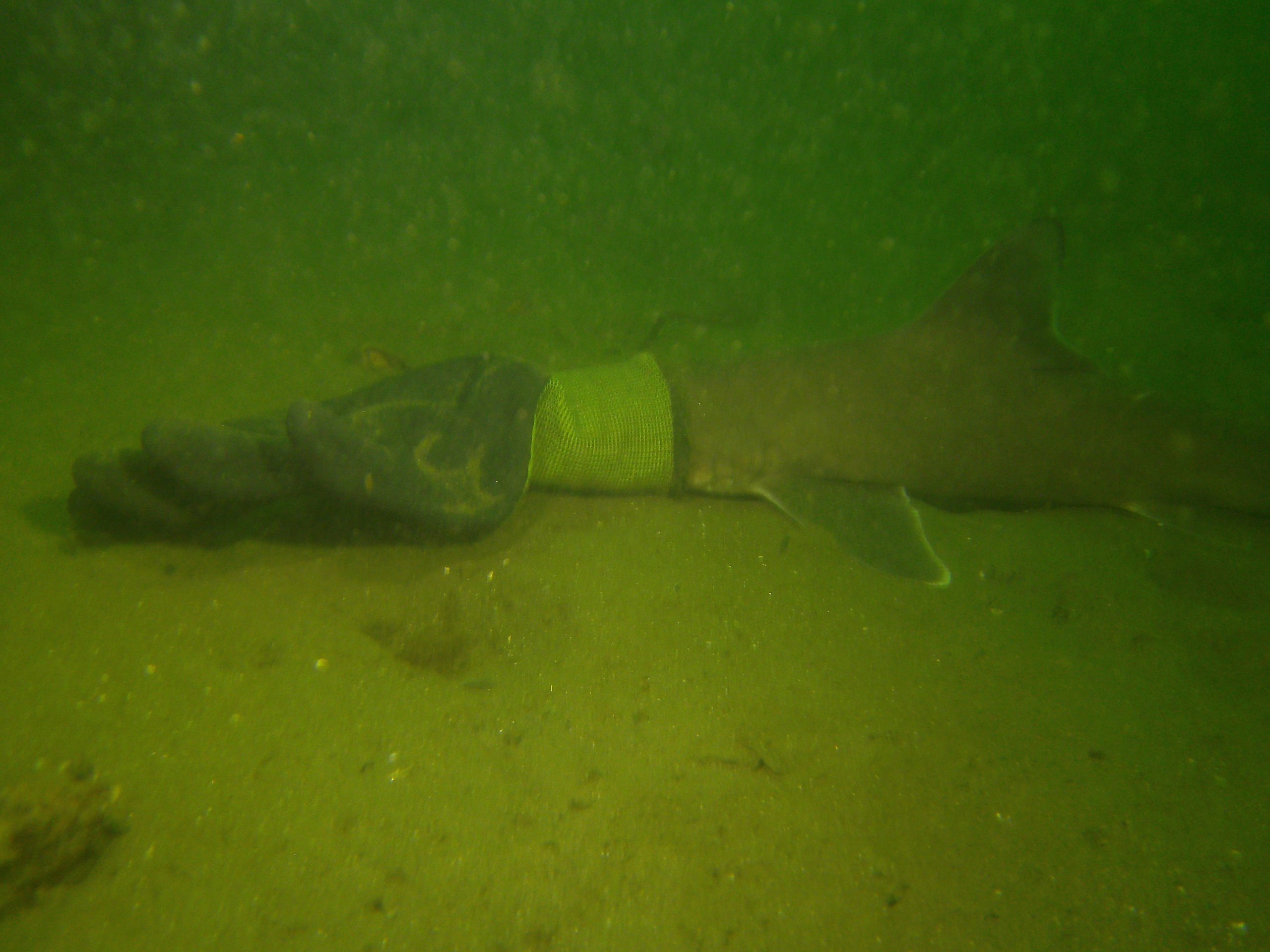 Merpeople Rescue Baby Shark – New England Mermaid